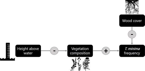 Pathway Diagram Representing The Main Relationships Tested In The