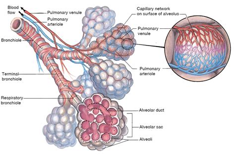 Pulmonary Capillaries And Alveoli Respiratory System Lungs And