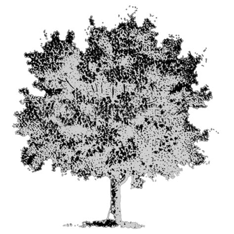 Current Menu The Beech Tree