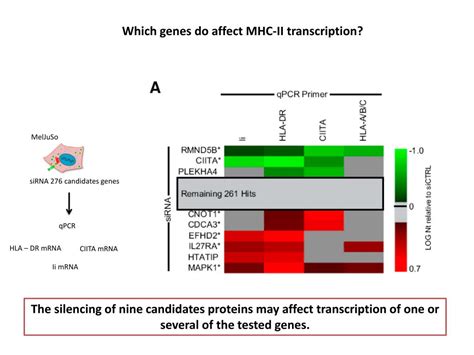Ppt Regulation Of Mhcii Expression And Antigen Presentation Powerpoint Presentation Id 3195792