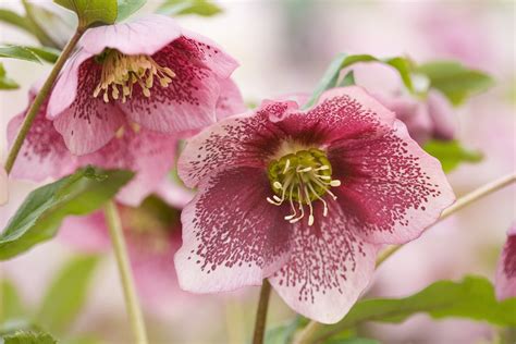 Hellebore Flower