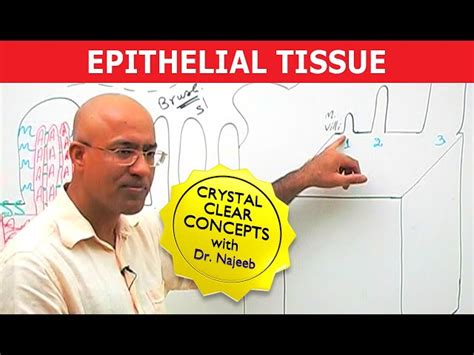 Free Video Epithelial Tissue Structure And Function From Dr Najeeb Lectures Class Central