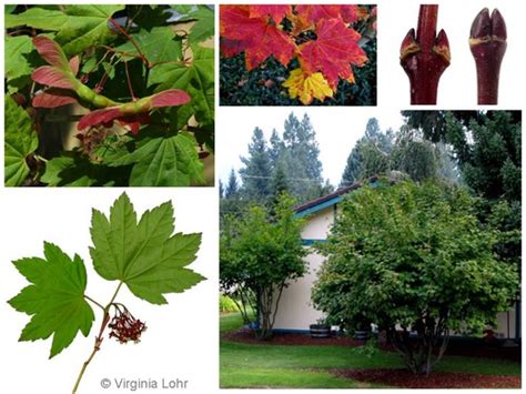Plants And Plant Morphology Flashcards Quizlet