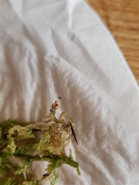 Should I Be Worried Of These Tiny Jumping Insects On My Spagnum Moss R Plantclinic