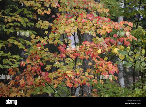 SUGAR MAPLE TREE Stock Photo Alamy