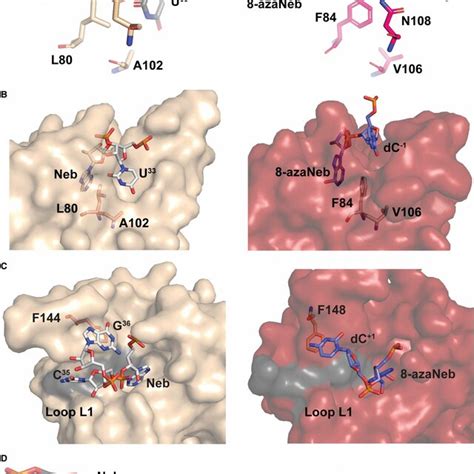 General Process Of Dna Base Editing Download Scientific Diagram