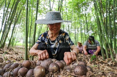 四川宜宾林下竹荪蛋 助力乡村振兴 人民图片网