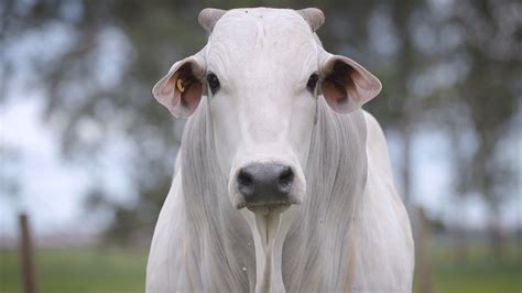 LOTE 08 CSCF 6186 YouTube