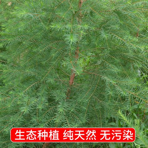 新鲜澳洲茶树枝条 纯露酵素原料 互叶白千层树枝叶子 3斤包邮