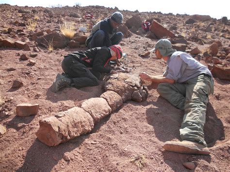Gondwanas Ultimate Hunter New Giant Fossil Tetrapod Found In Namibia Genus