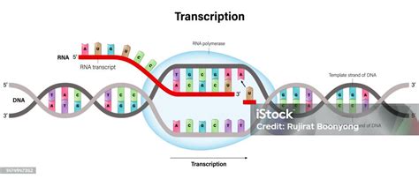 Transkripsi Dna Diarahkan Sintesis Rna Ilustrasi Stok Unduh Gambar Sekarang Adenina Asam