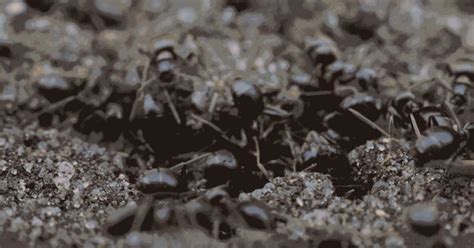 Ants Modify Nest Layout To Combat Disease Spread