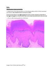 Lab Integumentary System Lab Activity Docx Name Integumentary System Lab Activity