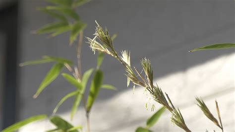 開花は120年に一回とも 貴重な黒竹の花家で咲いた TBS NEWS DIG 1ページ