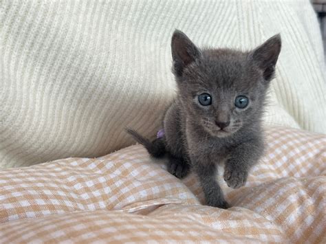 러시안블루 믹스 노랑초록분홍보라하늘 셀커크렉스무료입양사이트 스핑크스무료입양사이트 아메리칸숏헤어무료입양사이트 아메리칸컬무료입양사이트 아비시니안무료입양사이트 엑조틱무료