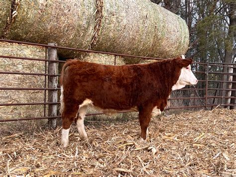Heifer L3107 Sold — Brink Genetics
