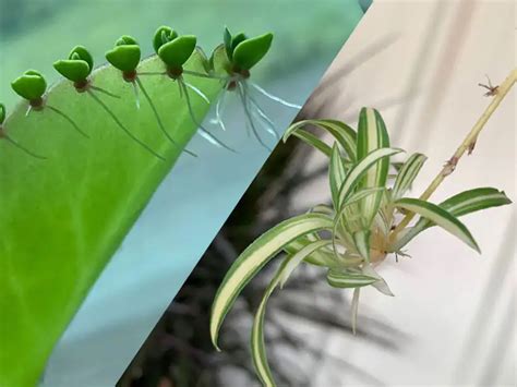 출아법 씨앗대신 새끼놓는 식물이 있다고 Botanical House