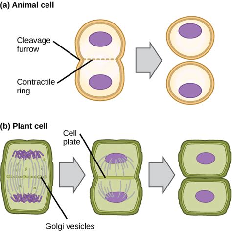 Cytokinesis Drawing