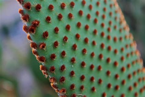 Glochids Opuntia Web