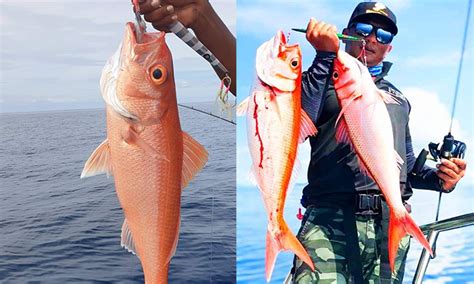 Tip Menewaskan Ruby Snapper Melalui Teknik Jigging Rumah Ibs