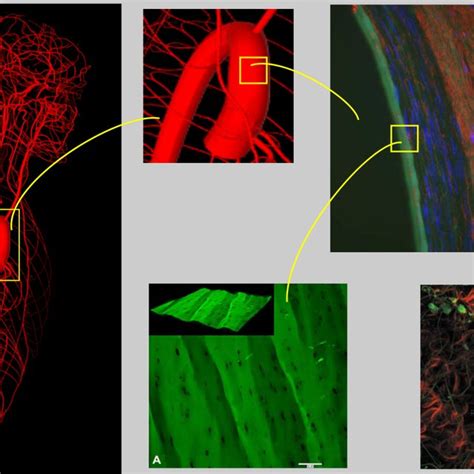 Overview Of Several Spatial Scales In The Cardiovascular System