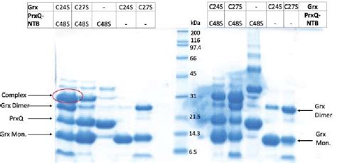 Complex Formation Analysis Via Gel Electrophoresis After Tris Buffer
