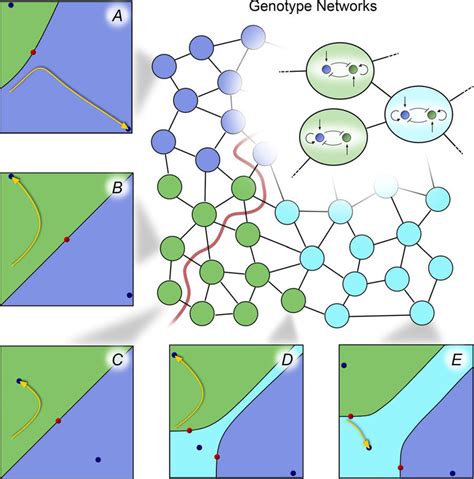 robustness innovation and evolvability this figure illustrates how