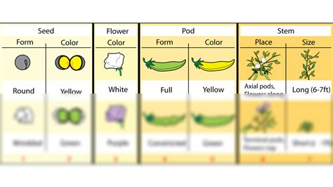 SOLUTION Genetics Gene Segregation And Interaction Chi Square Test Studypool