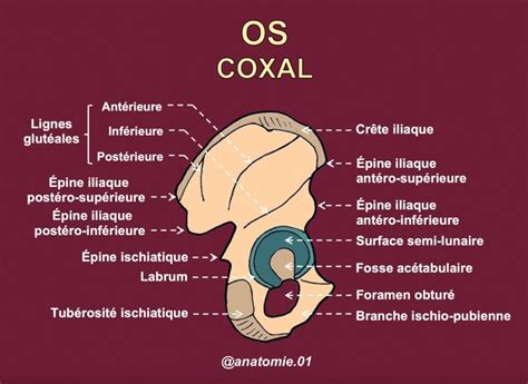 Os Coxal Anatomie Os Coxal Anatomie Du Corps Humain Anatomie
