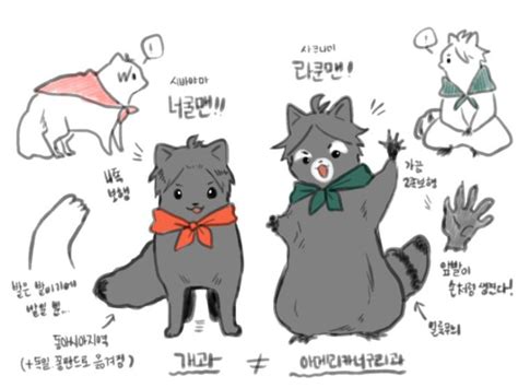 너구리와 라쿤의 차이 네이버 블로그