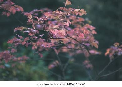 Naked Autumn Trees Few Red Leaves 스톡 사진 1406410790 Shutterstock