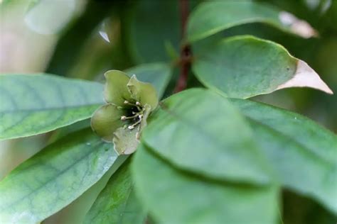 Trees That Start With D Varieties Characteristics Care