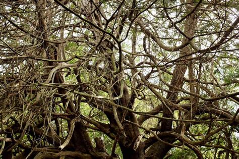 Yew Tree Join Tweedys Newest Endeavour The Yew Tree Tweedy