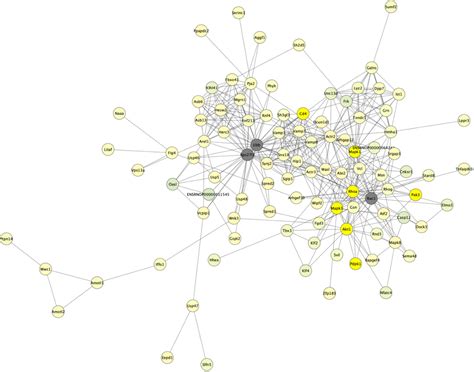 Figure 22 From RNA Seq Data Analysis Of A Rodent Model Of Adolescent Binge Drinking Reveals