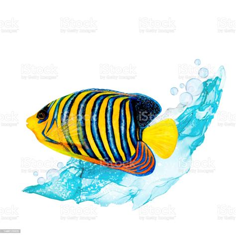 왕실 천사 물고기와 흰 배경에 푸른 물결의 수채화 그림 일러스트레이션 스티커 기호 포스터를 위해 사실적으로 그려진 수중 그림 Fin Geology에 대한 스톡 벡터 아트