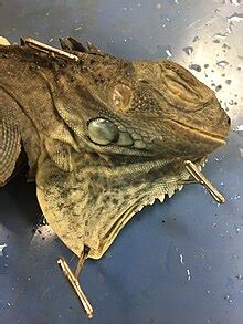 Iguana Wikipedia