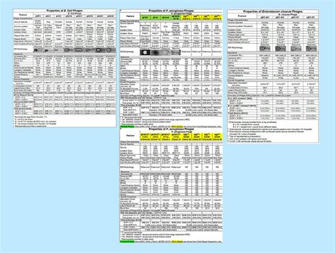 Constructing Phage Libraries For Therapy