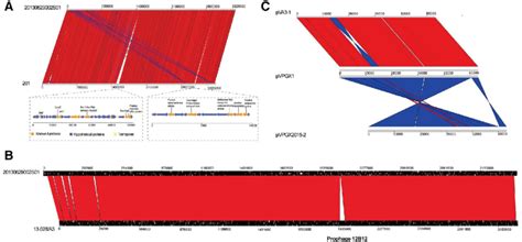 Comparative Sequence Analysis Of Three St1166 Genomes A Comparative