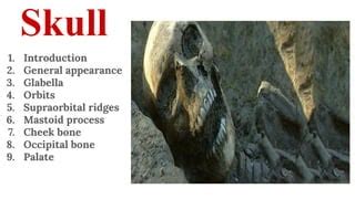 Sex Determination From Mandible Pelvis And Skull PDF