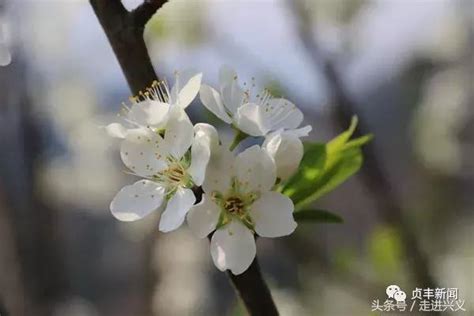 貞豐十萬畝李花競相綻放 每日頭條