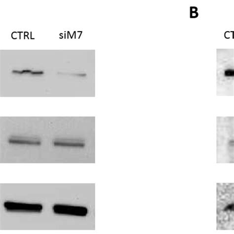 Specific Short Interfering Rna Sirna Transfection Efficiently Download Scientific Diagram