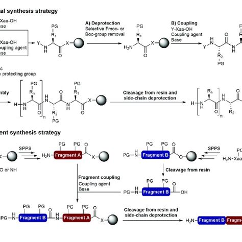 Synthesis Of Circular Bacteriocins Using The Butelase Chemoenzymatic Download Scientific