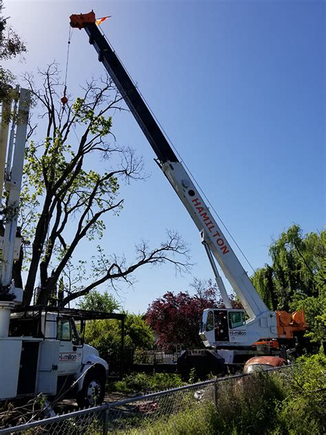 Image Gallery Hamilton Tree Service Inc