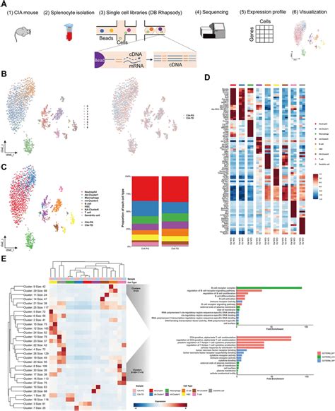Identification Of Cell Populations And Differential Gene Expression