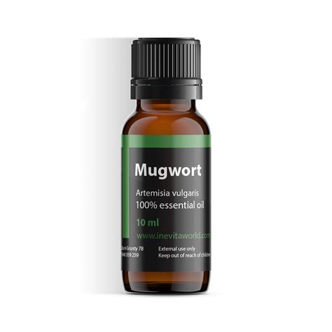 Mugwort