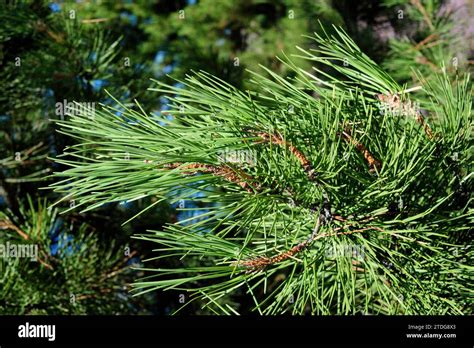 Maritime Pine Or Cluster Pine Pinus Pinaster Is A Coniferous Tree Native To Mediterranean
