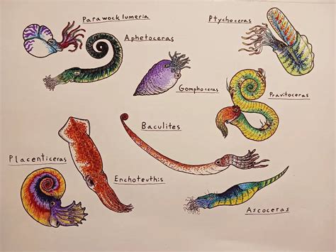 Colored Prehistoric Cephalopods By Squidyspecsofficial On Deviantart