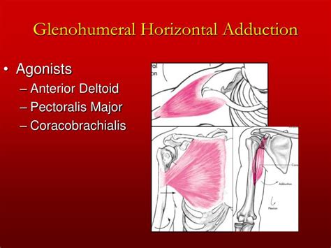 Ppt Chapter 5 The Shoulder Joint Powerpoint Presentation Id 172726
