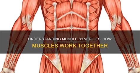 Understanding Muscle Synergies How Muscles Work Together Cyvigor