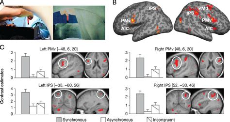 Experiment Setup And FMRI Regional Analysis A Experimental Setup Download Scientific
